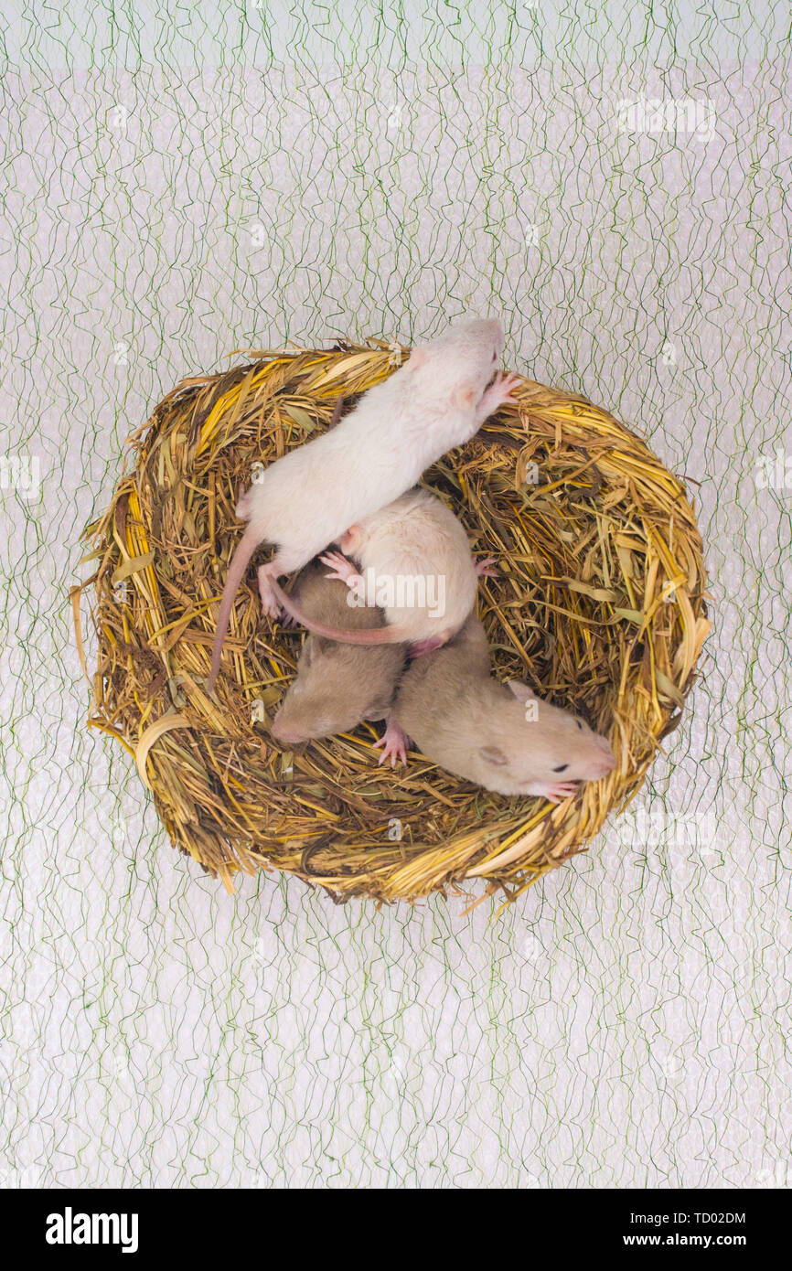 The concept of the family nest. Newborn rodents lie in the nest. Small ...