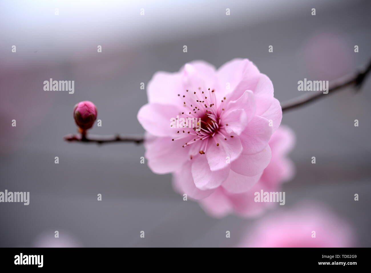 Pink spring plum Stock Photo - Alamy