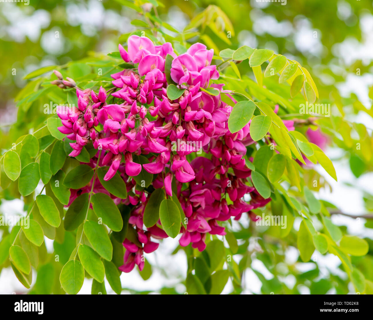 Red Locust Stock Photos & Red Locust Stock Images - Alamy