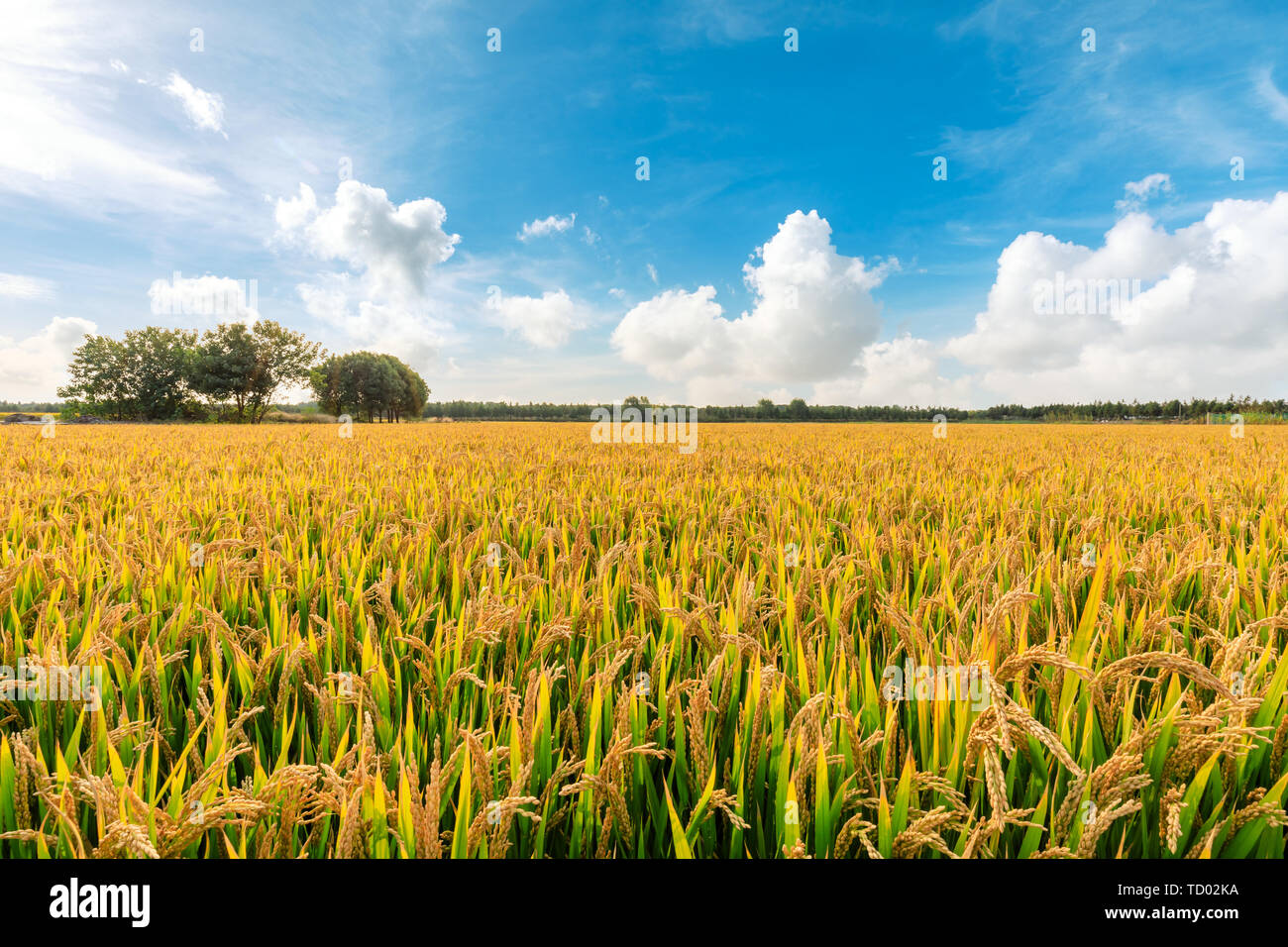 Ripe rice field and sky landscape on the farm Stock Photo - Alamy