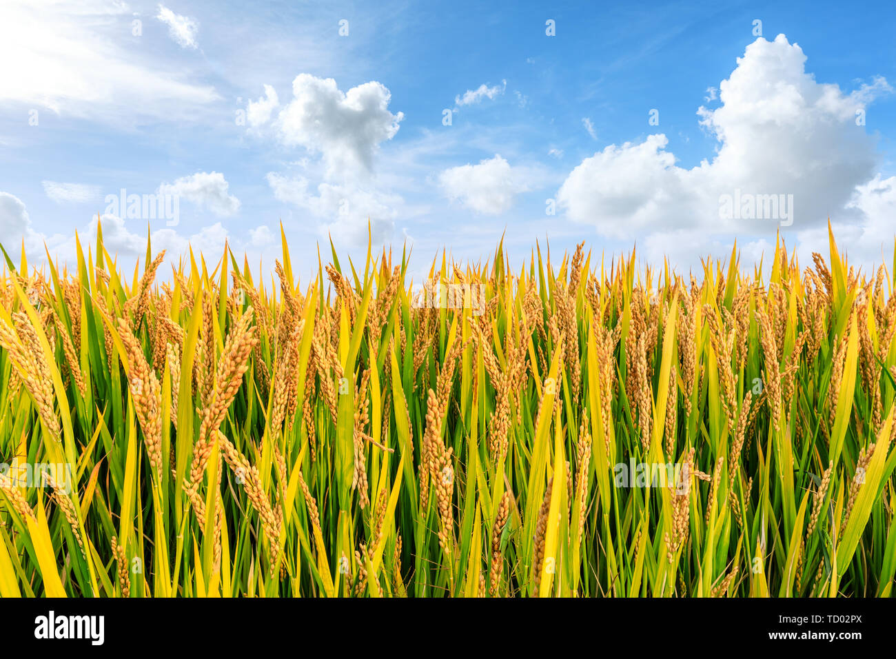 Ripe rice field and sky landscape on the farm Stock Photo - Alamy