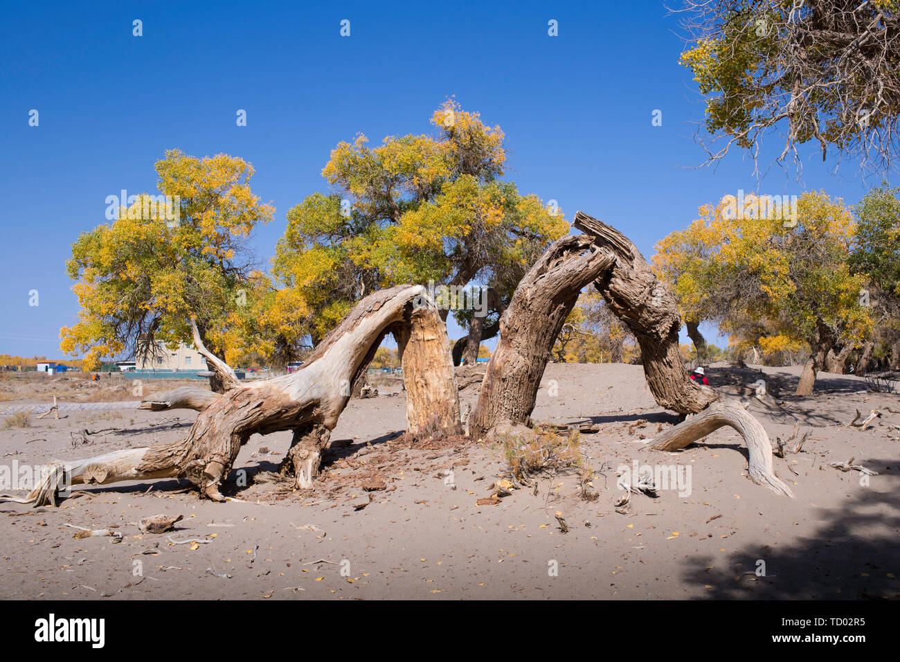 Hu Yang Lin, Ejina, Inner Mongolia Stock Photo - Alamy