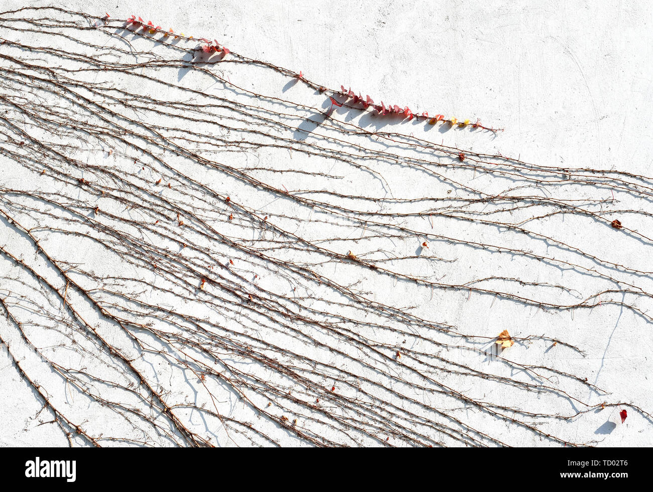 Dead vine background on white wall Stock Photo - Alamy