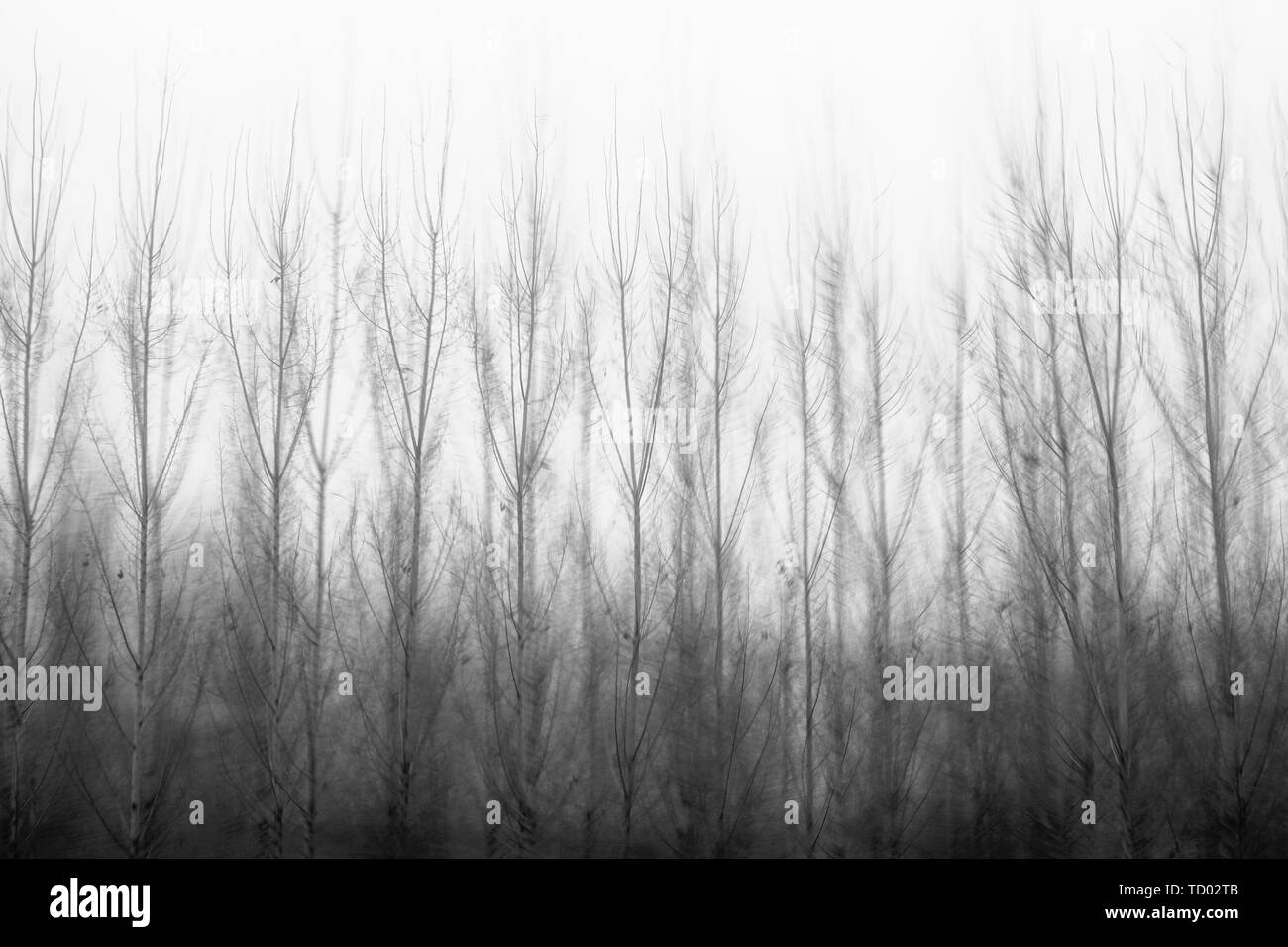 The effect of the shoot, the withered branches Stock Photo - Alamy