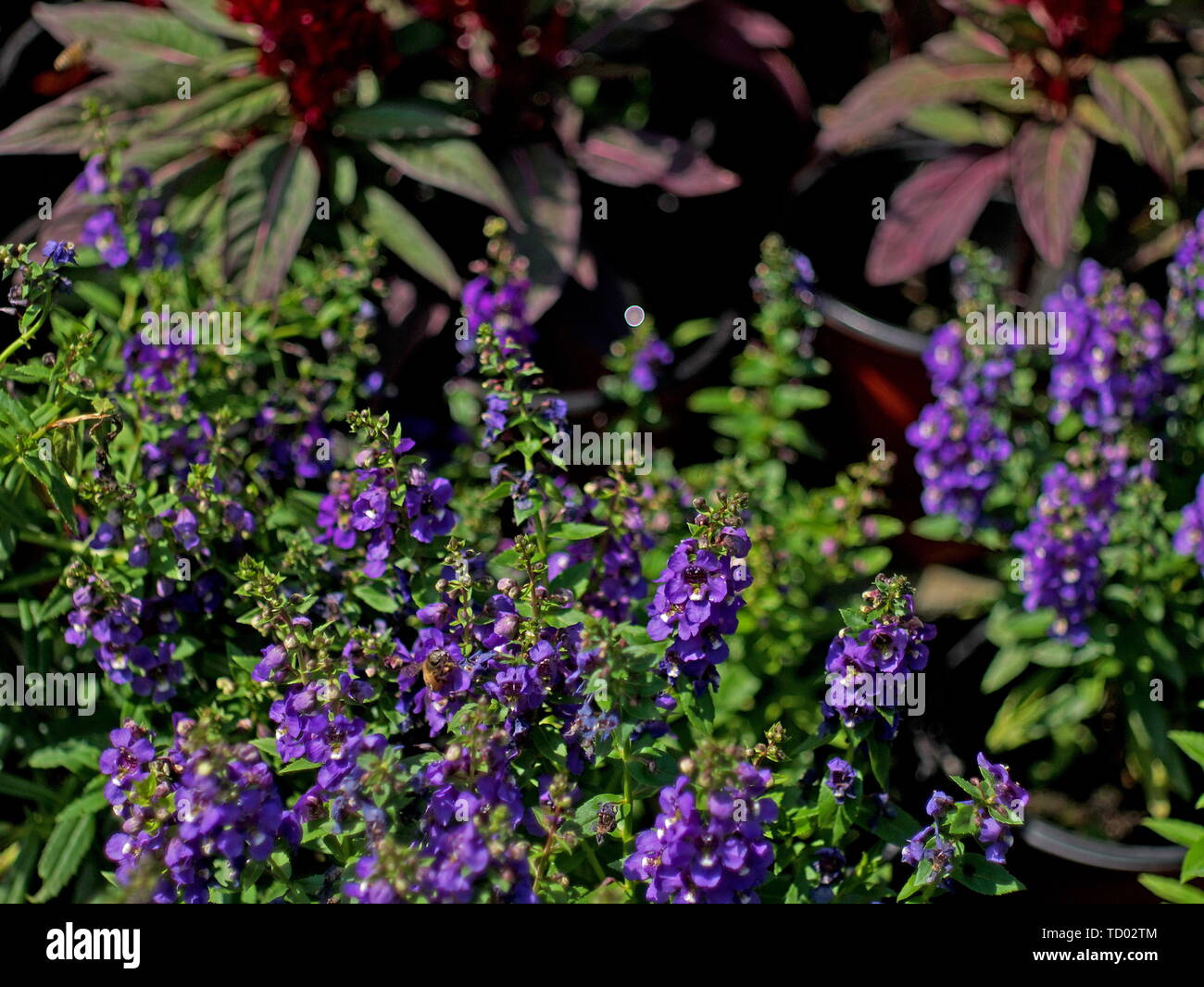 A string of purple Stock Photo - Alamy