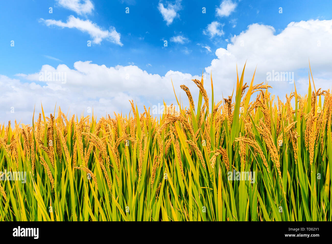 Ripe rice field and sky landscape on the farm Stock Photo - Alamy