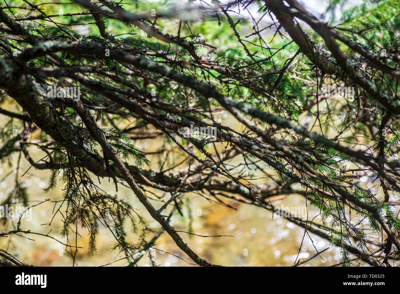 old dry vegetation texture in autumn nature. abstract backgrounds in ...