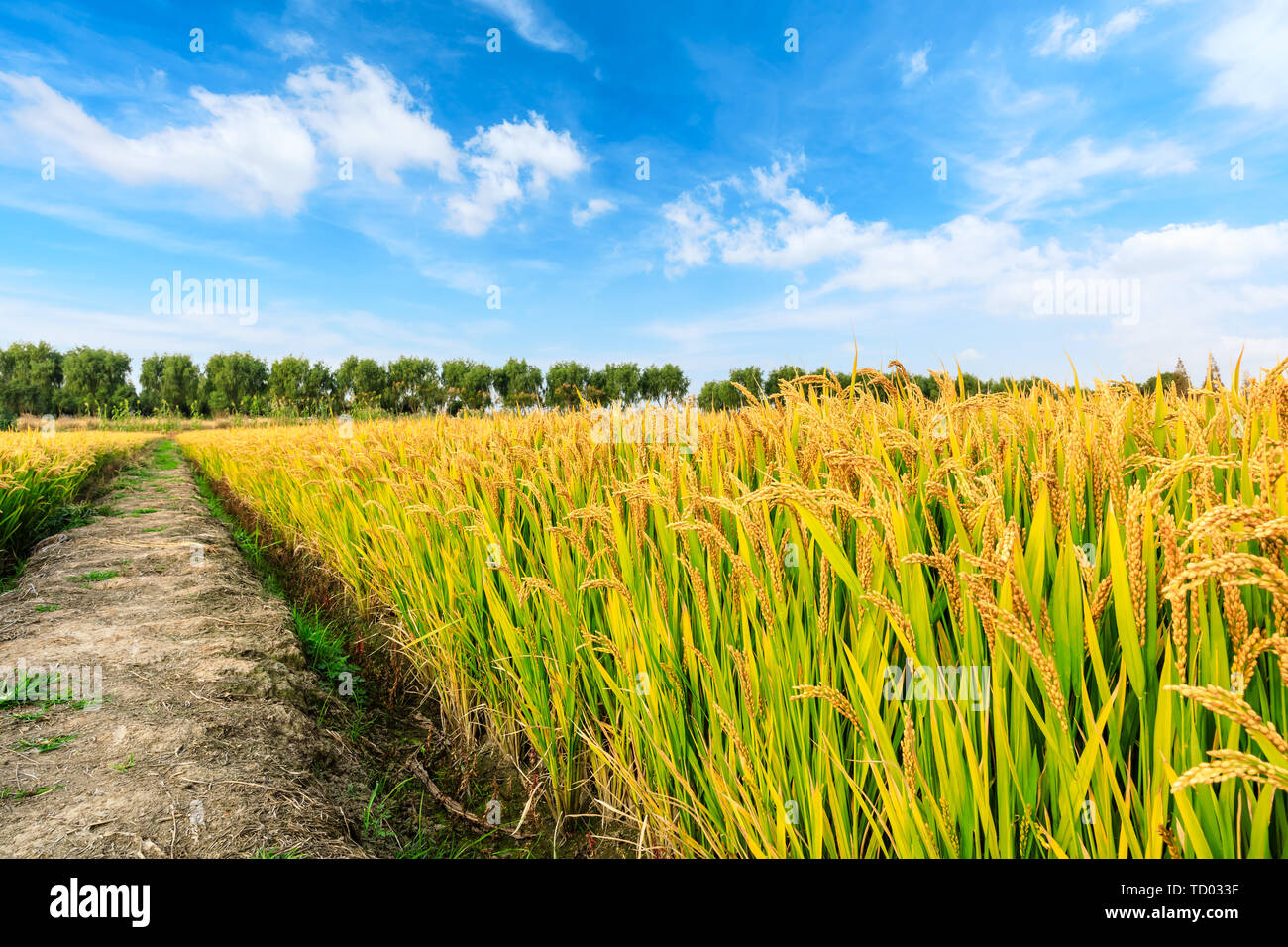 Ripe rice field and sky landscape on the farm Stock Photo - Alamy