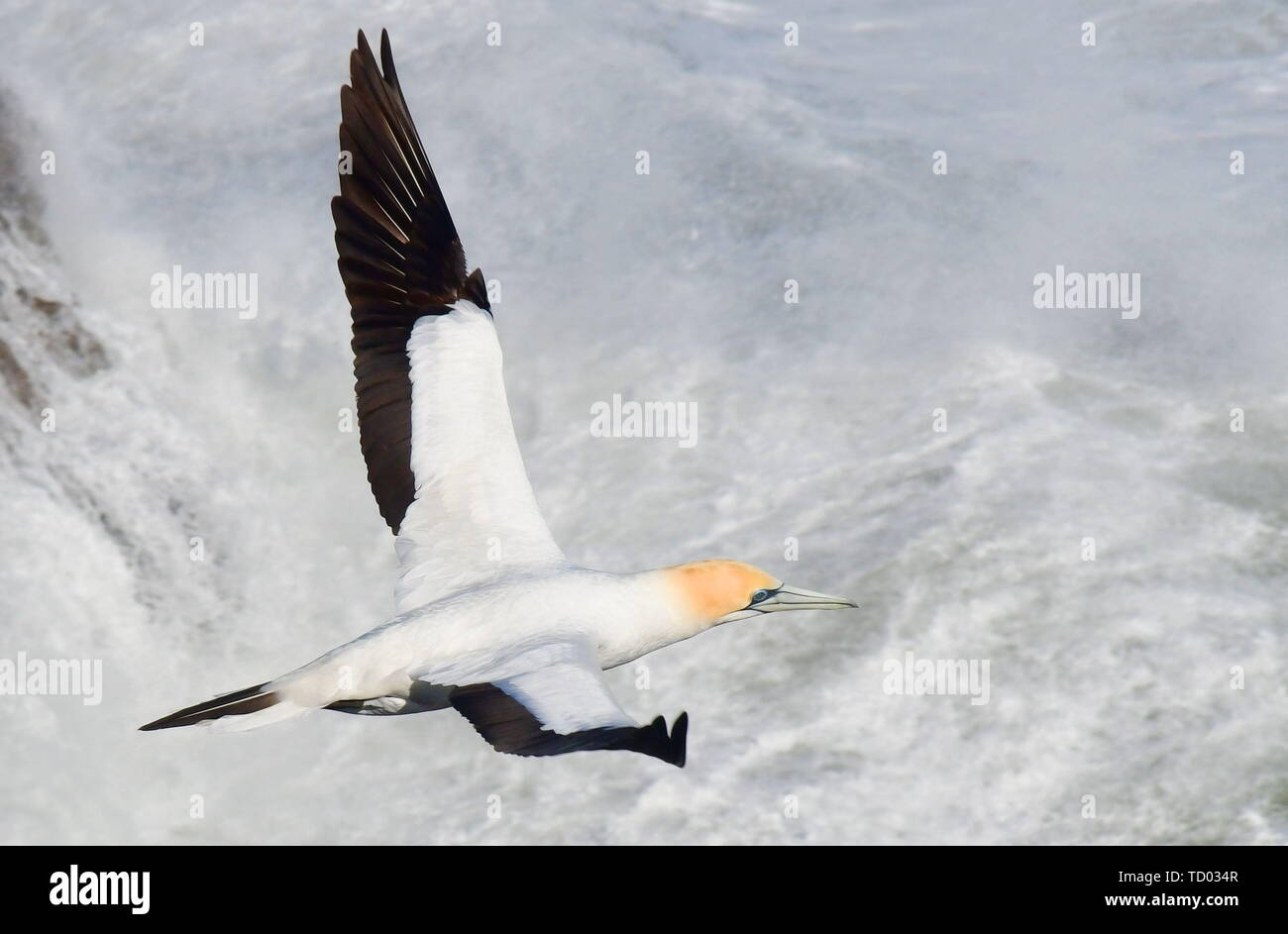 Photographed on Birds Island, Auckland, New Zealand Stock Photo - Alamy