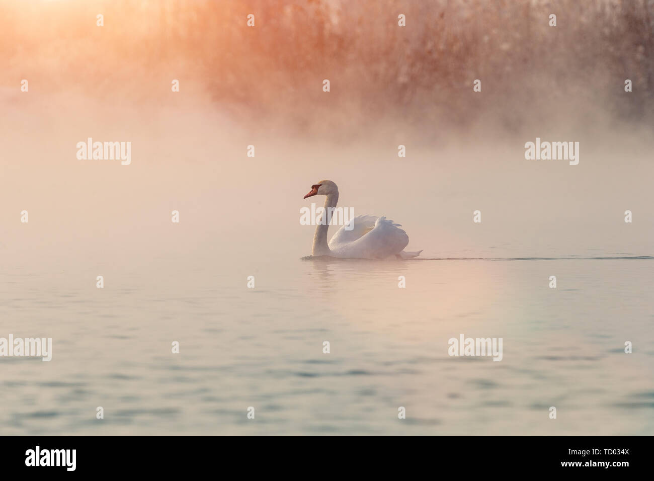 A warts-nosed swan swimming in hot springs in Yili, Xinjiang in winter ...