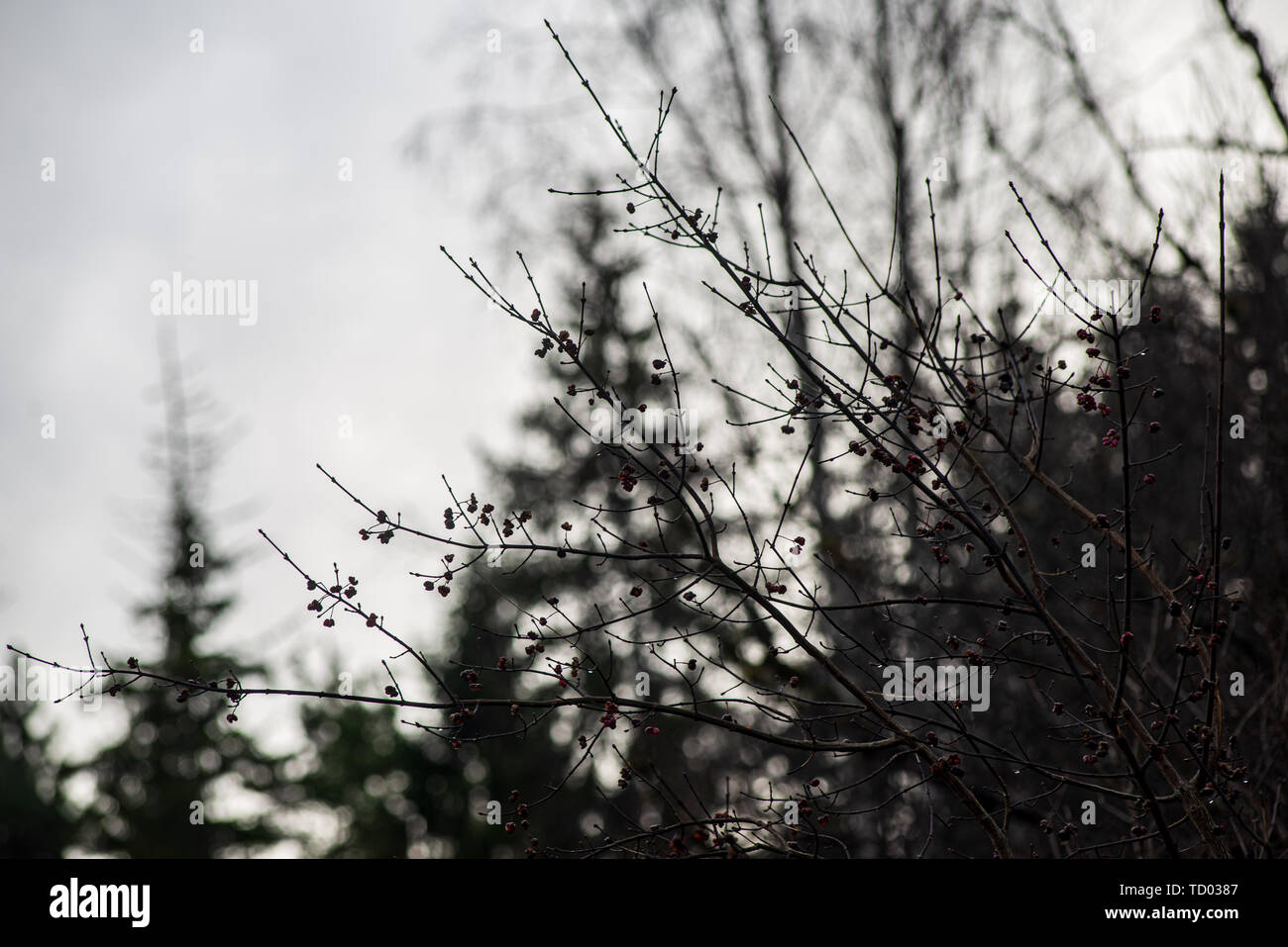 old dry vegetation texture in autumn nature. abstract backgrounds in ...