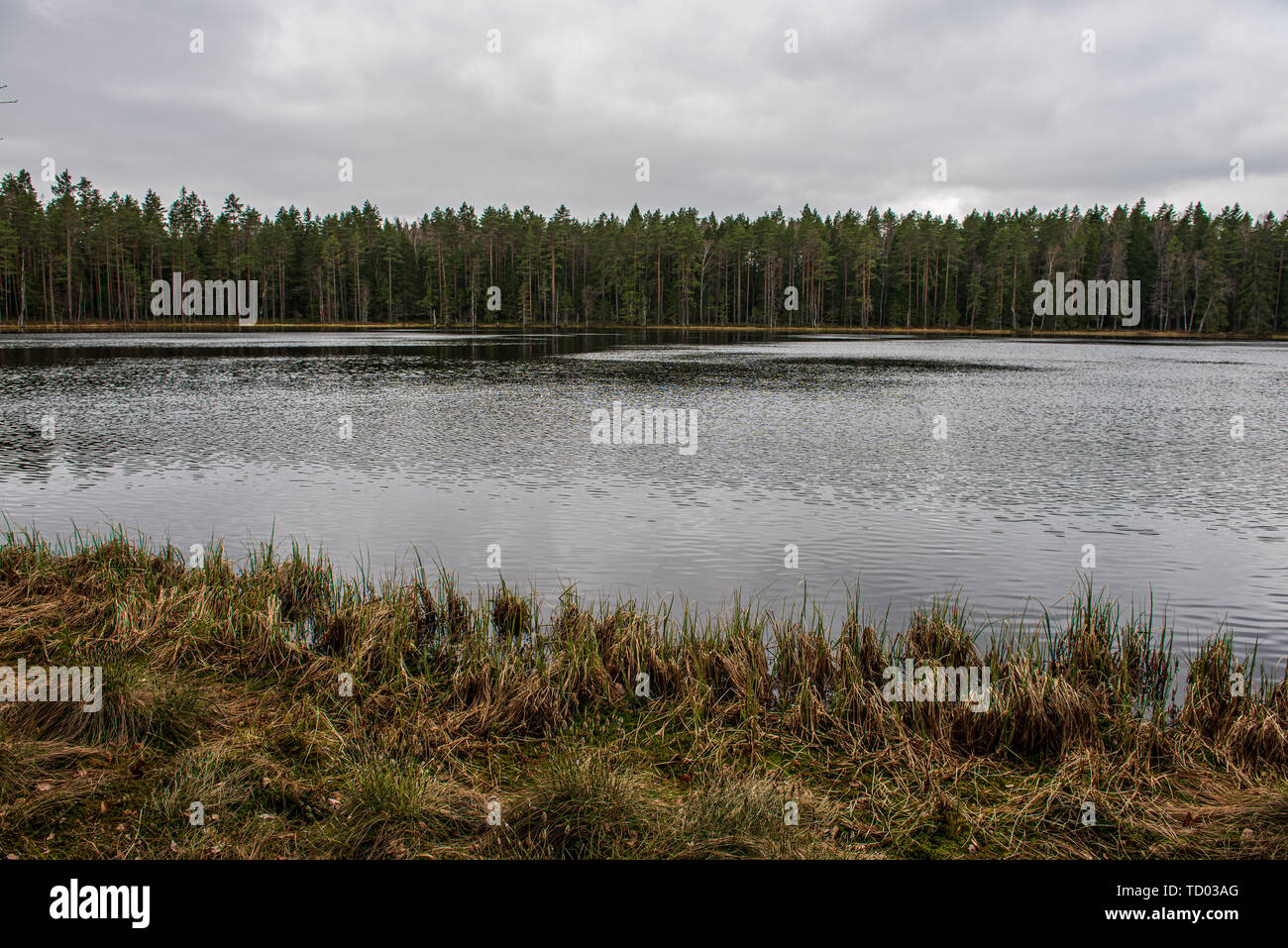 deep dark forest lake with reflections of trees and green foliage with ...