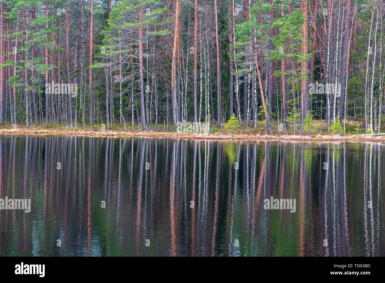 deep dark forest lake with reflections of trees and green foliage with ...