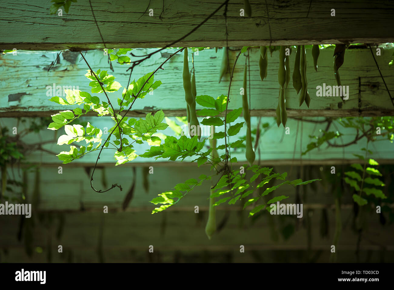 japanese solar system Stock Photo - Alamy