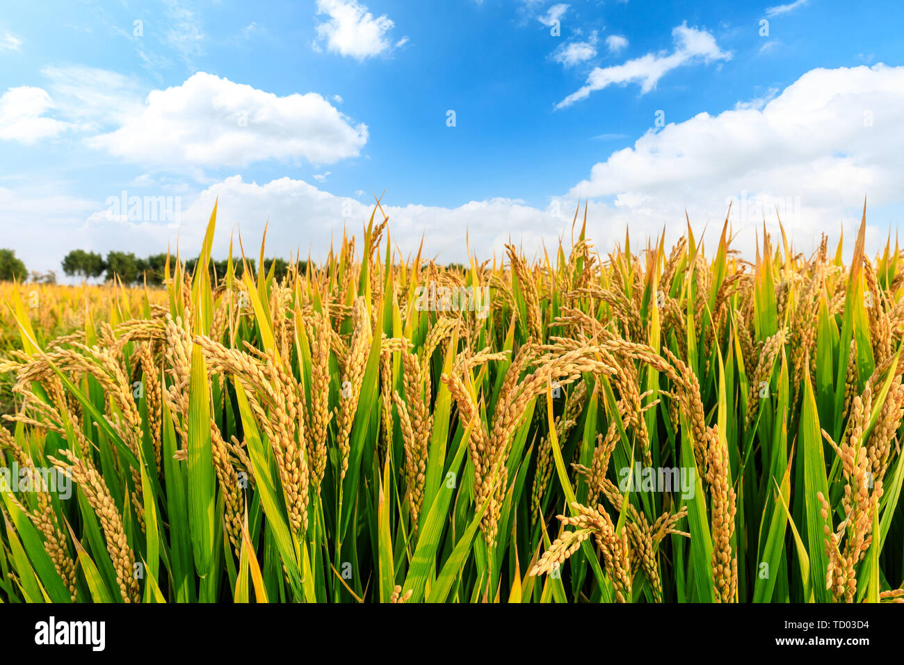 Ripe rice field and sky landscape on the farm Stock Photo - Alamy
