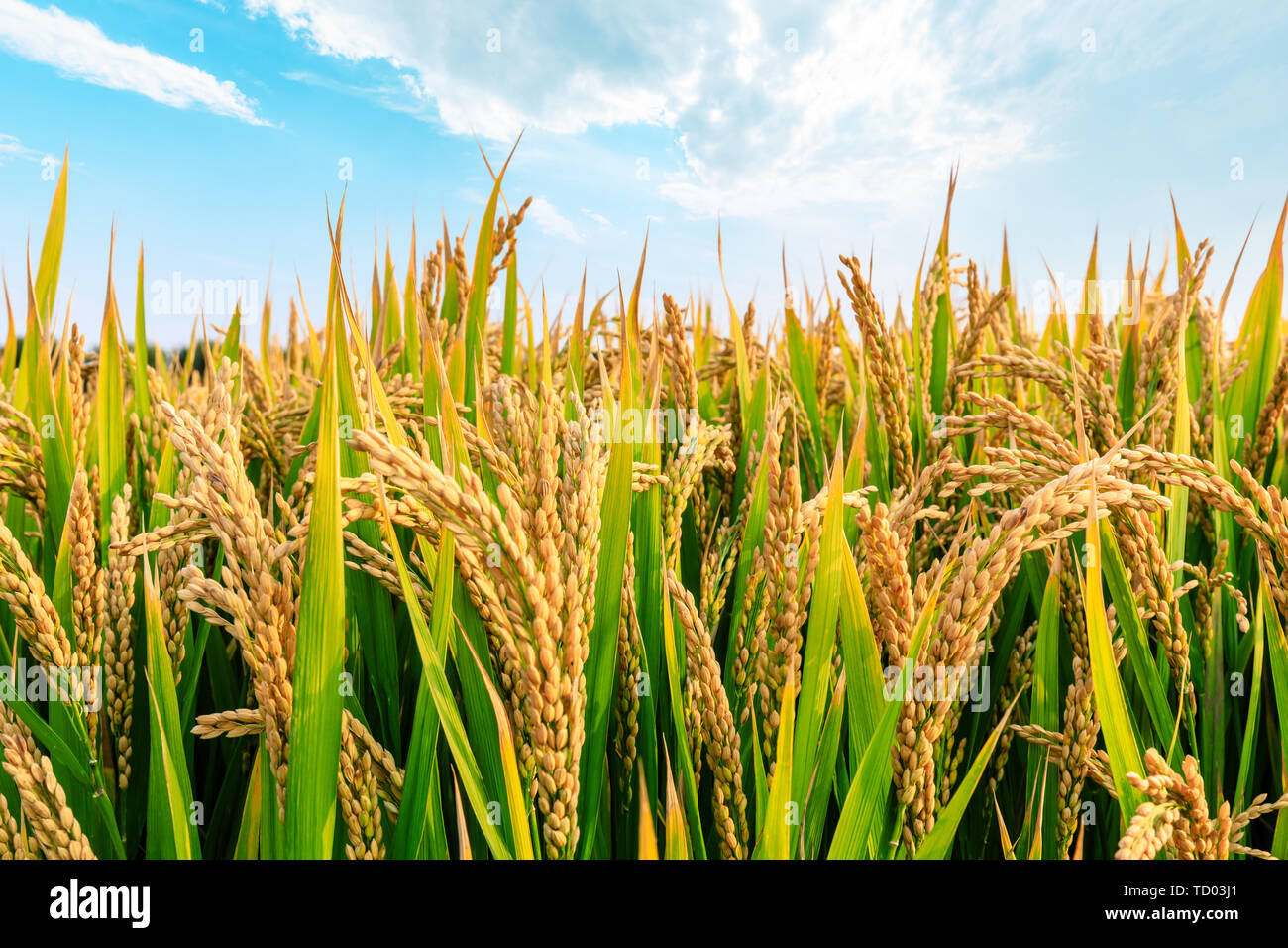 Ripe rice field and sky landscape on the farm Stock Photo - Alamy