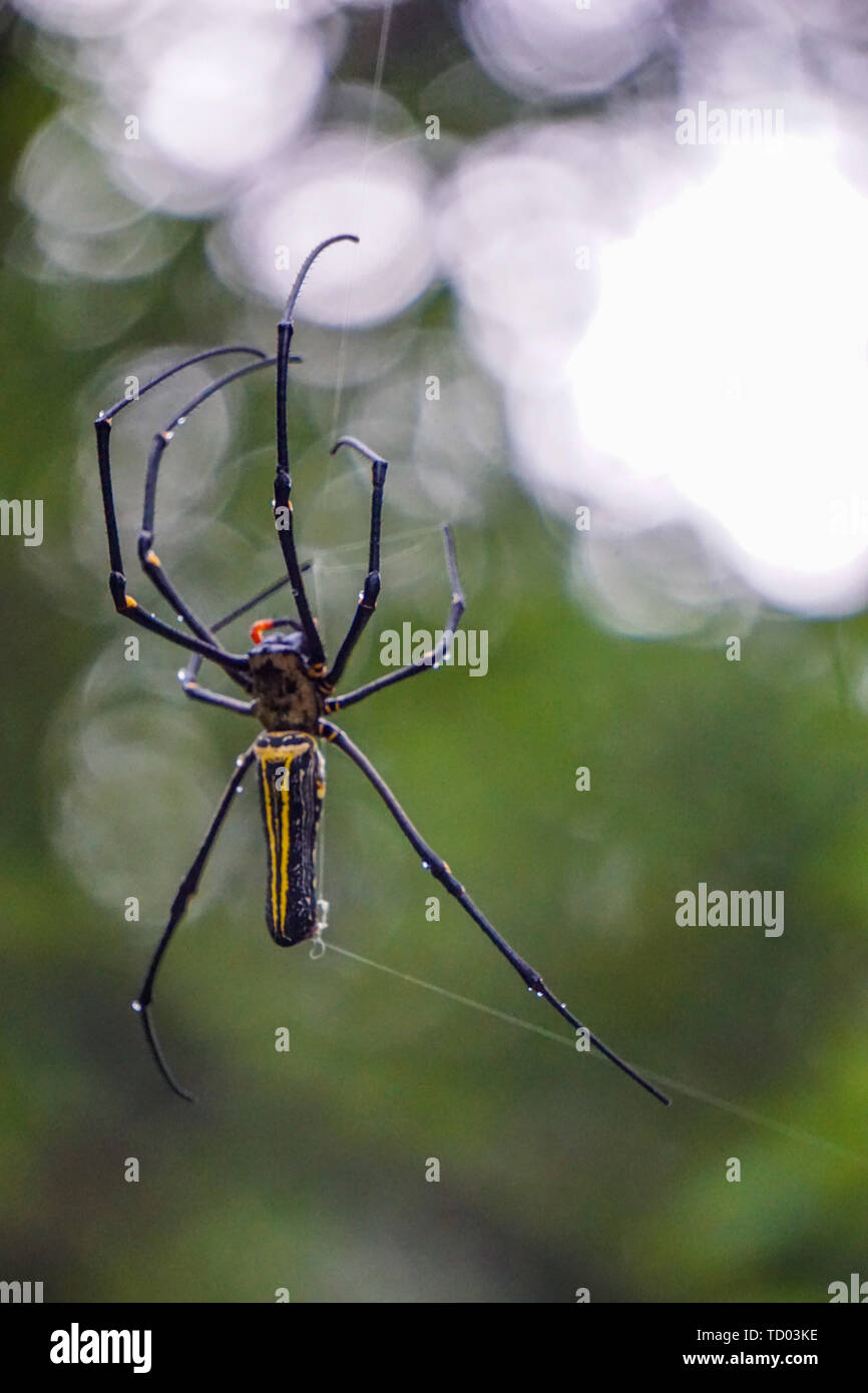 Bird hunting spiders hi-res stock photography and images - Alamy