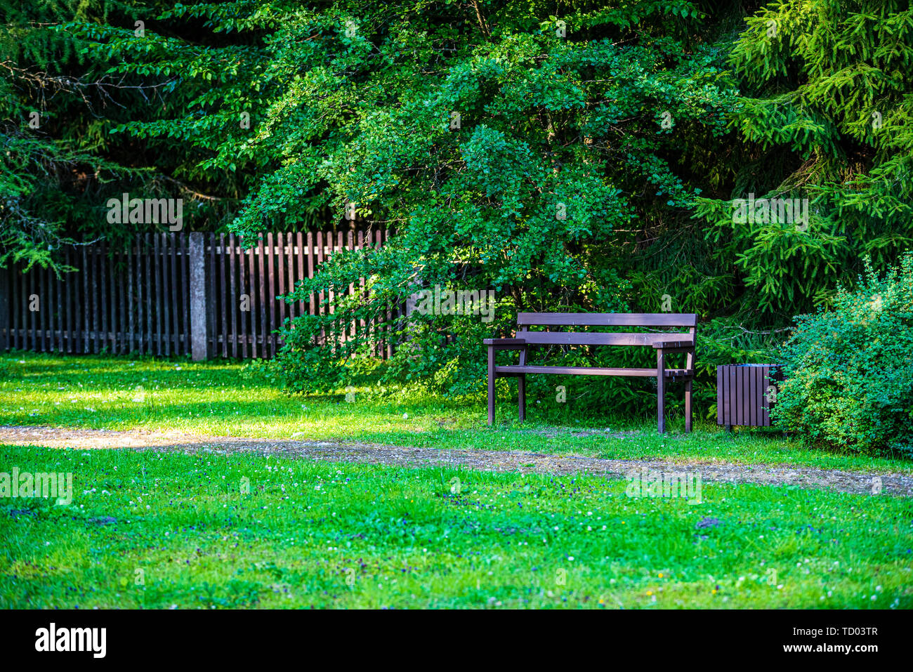 summer sun lit green forest park for relaxsation in nature Stock Photo ...