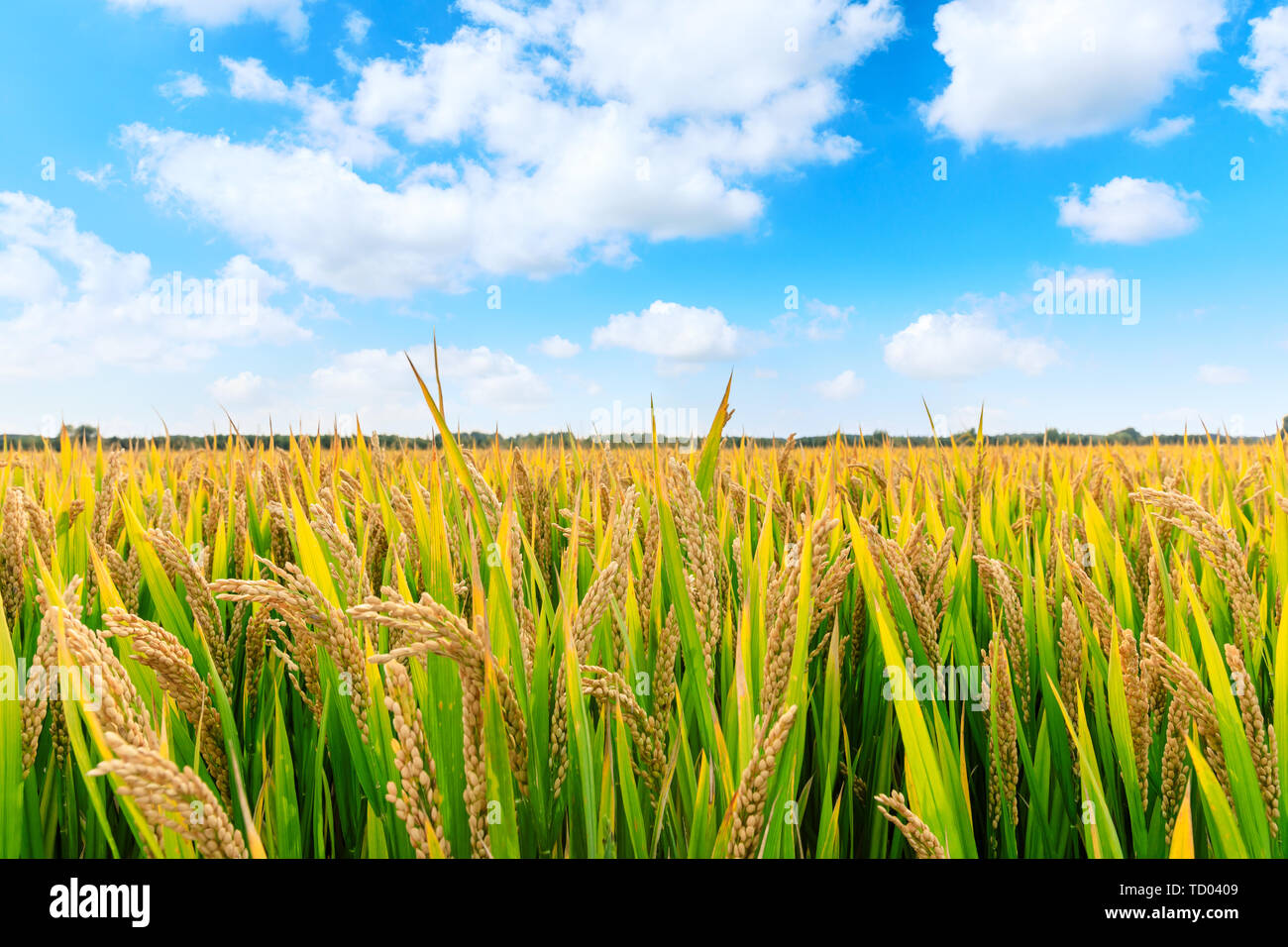 Ripe rice field and sky landscape on the farm Stock Photo - Alamy
