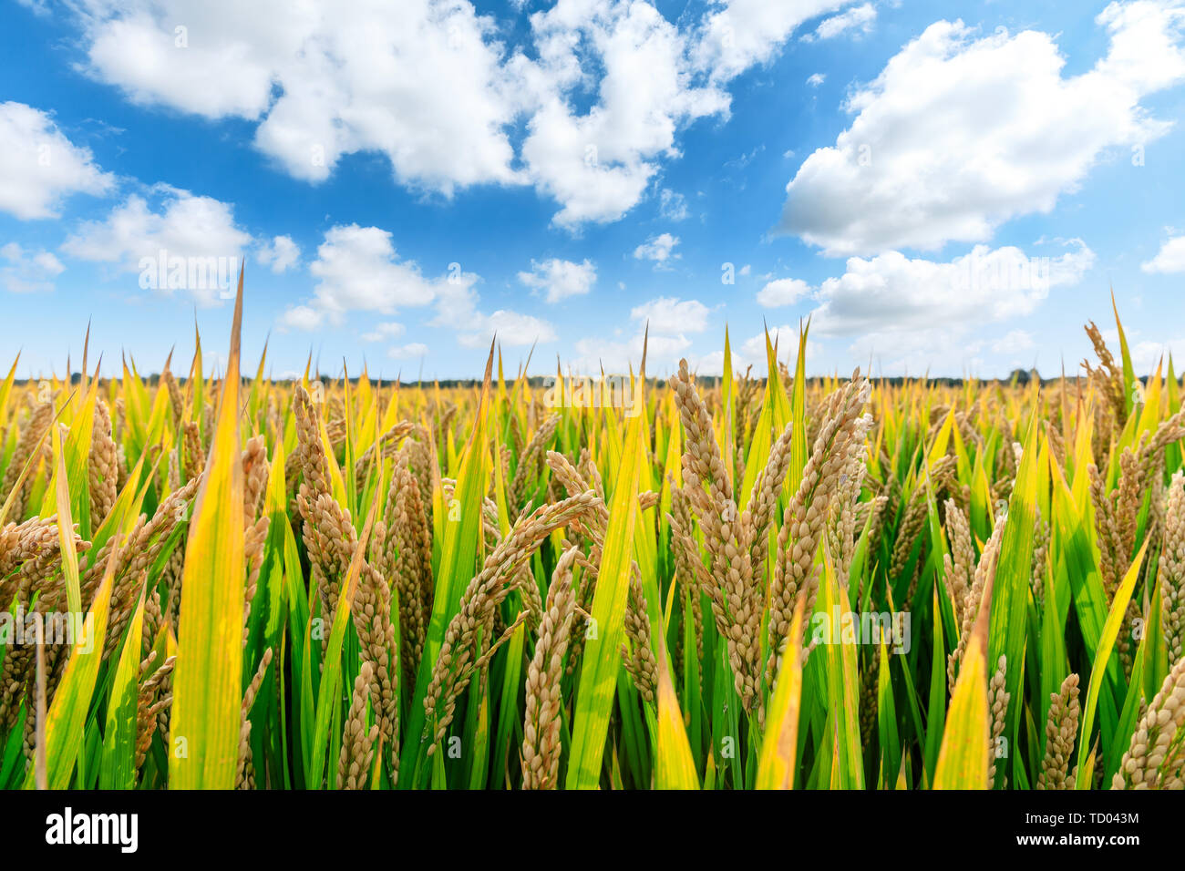 Ripe rice field and sky landscape on the farm Stock Photo - Alamy