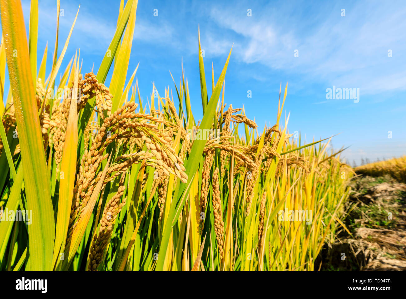 Ripe rice field and sky landscape on the farm Stock Photo - Alamy