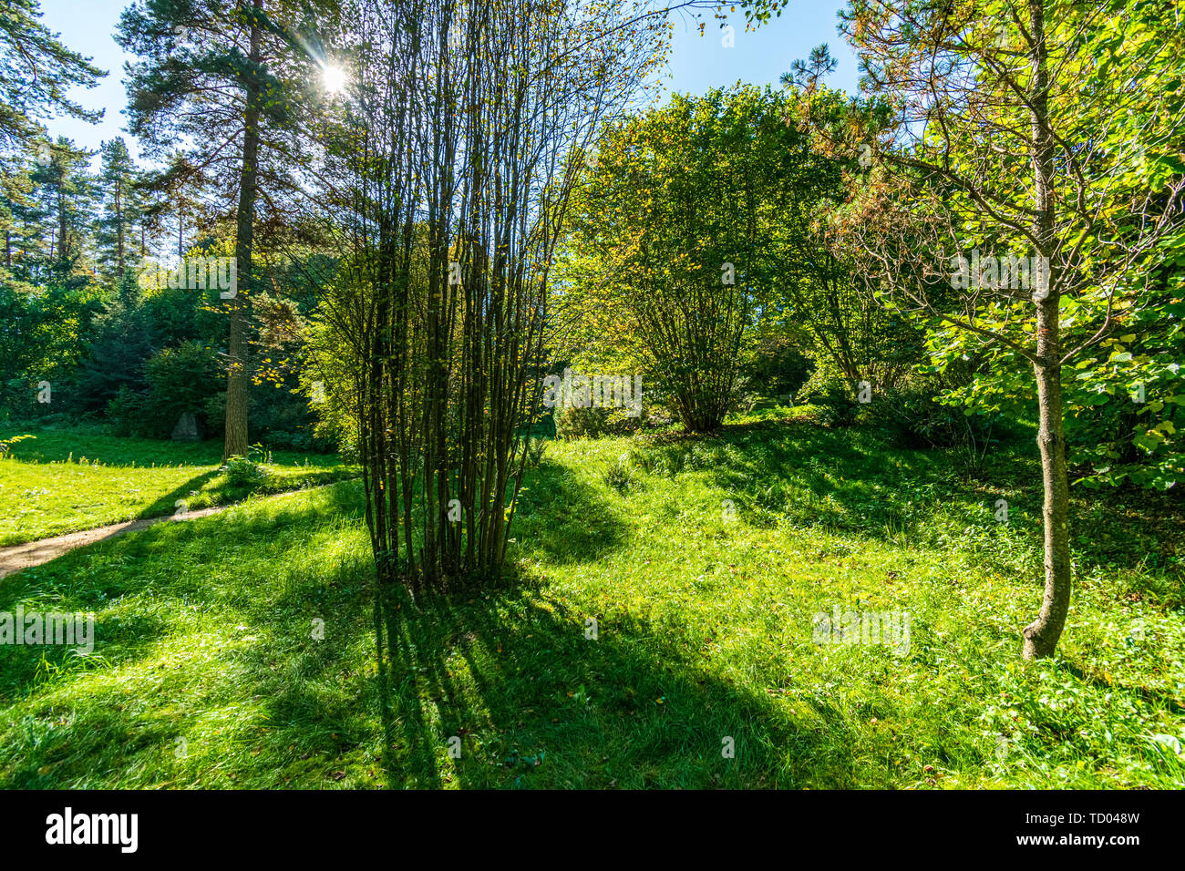 summer sun lit green forest park for relaxsation in nature Stock Photo ...