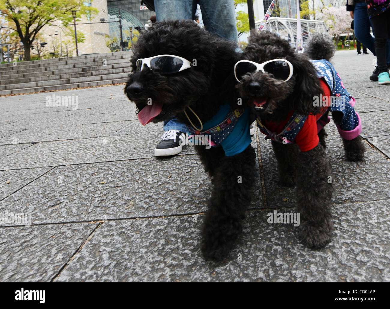 Japanese pets hi-res stock photography and images - Alamy