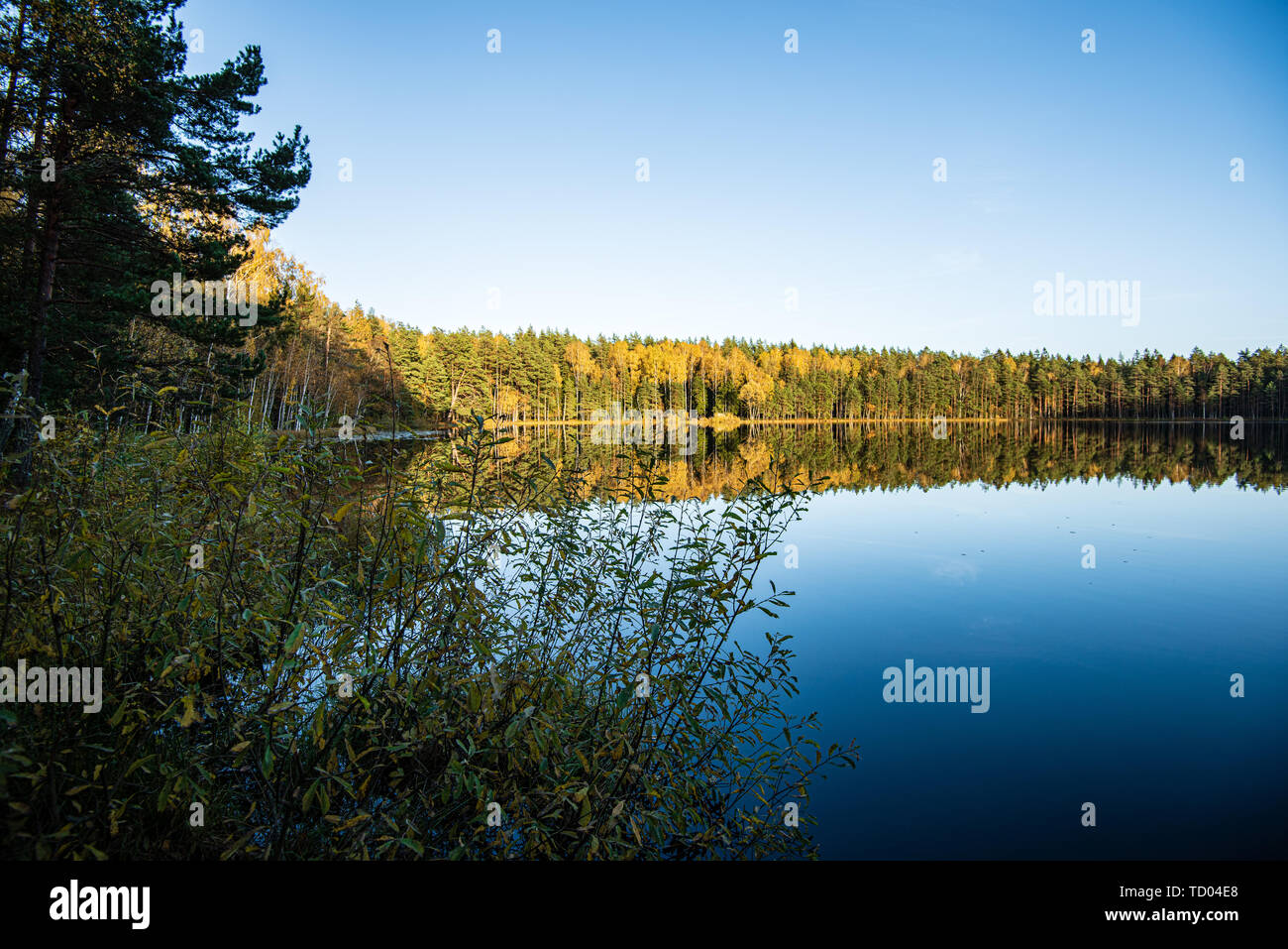 deep dark forest lake with reflections of trees and green foliage with ...