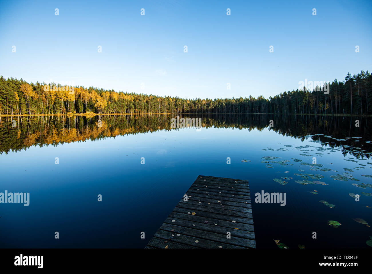 deep dark forest lake with reflections of trees and green foliage with ...