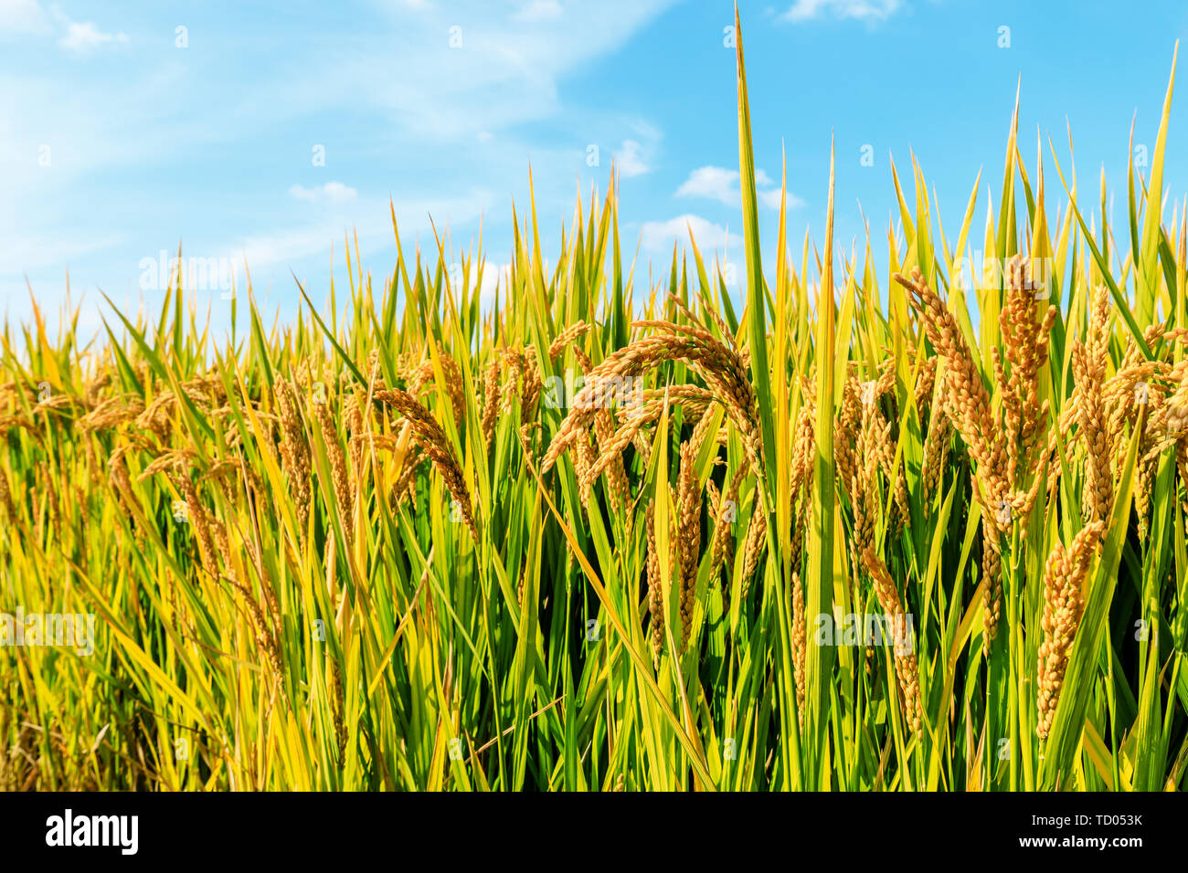 Ripe rice field and sky landscape on the farm Stock Photo - Alamy