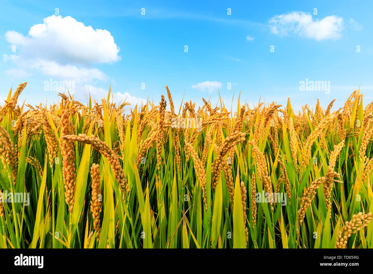 Ripe rice field and sky landscape on the farm Stock Photo - Alamy