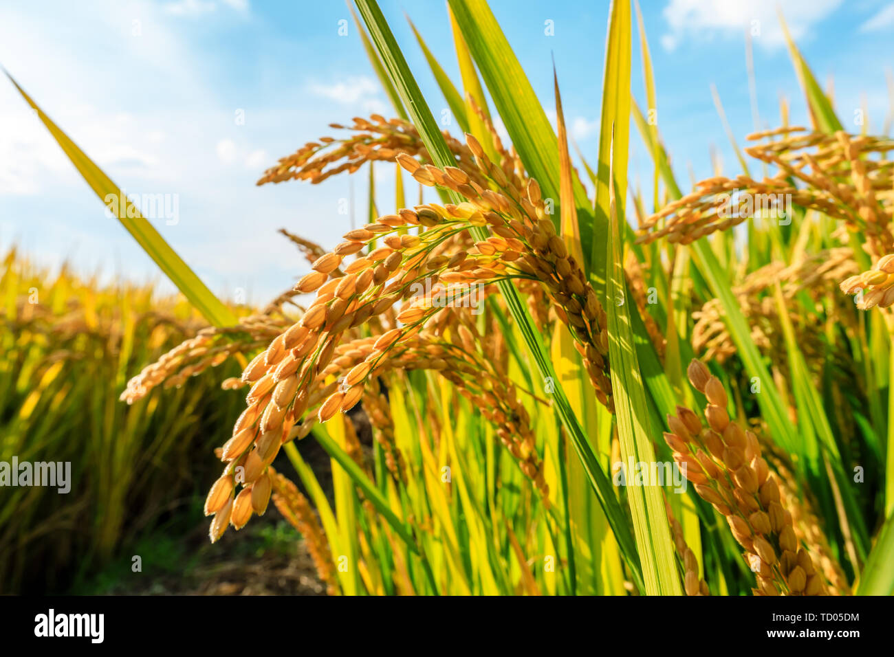 Ripe rice field and sky landscape on the farm Stock Photo - Alamy