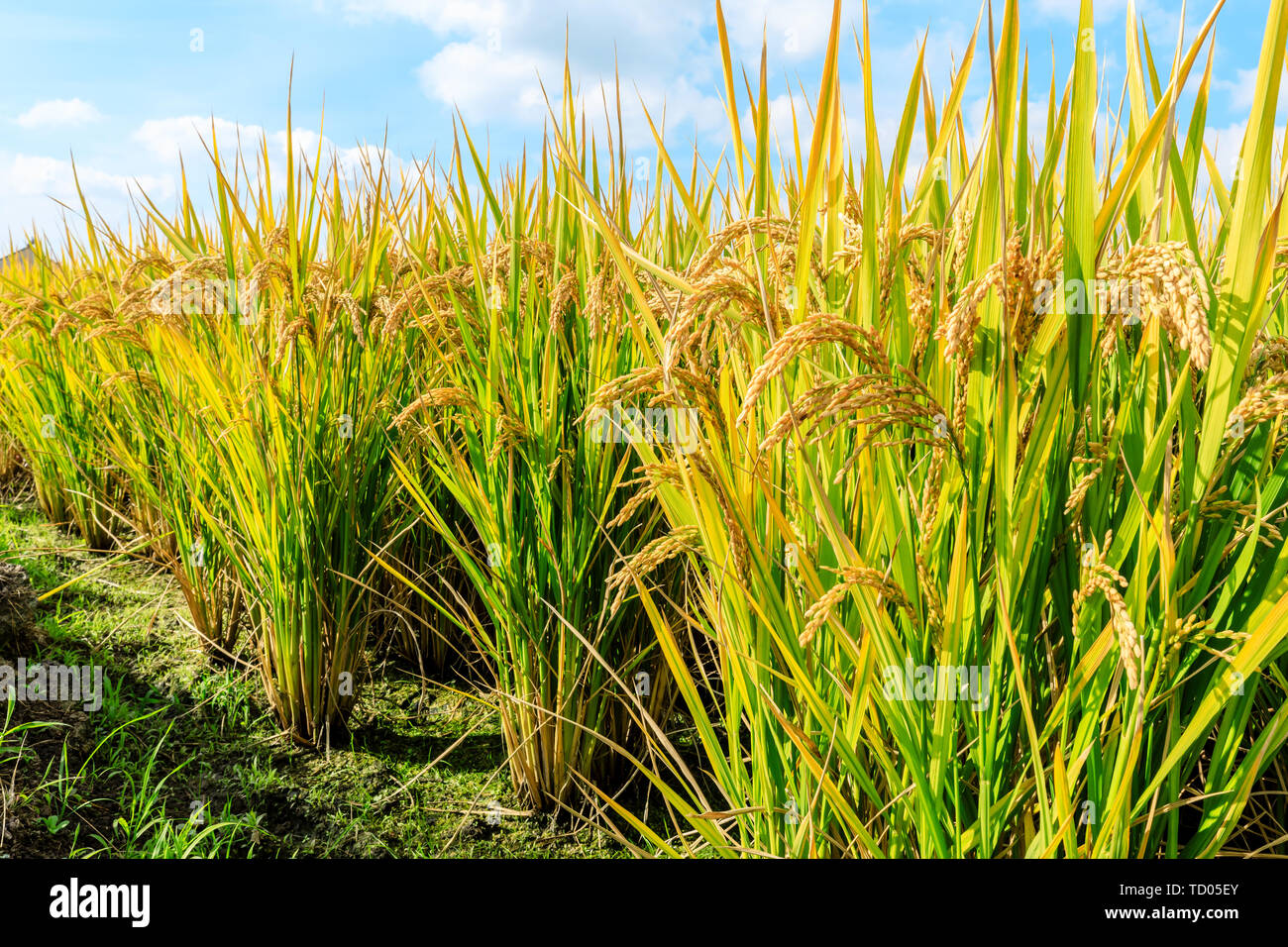 Ripe rice field and sky landscape on the farm Stock Photo - Alamy