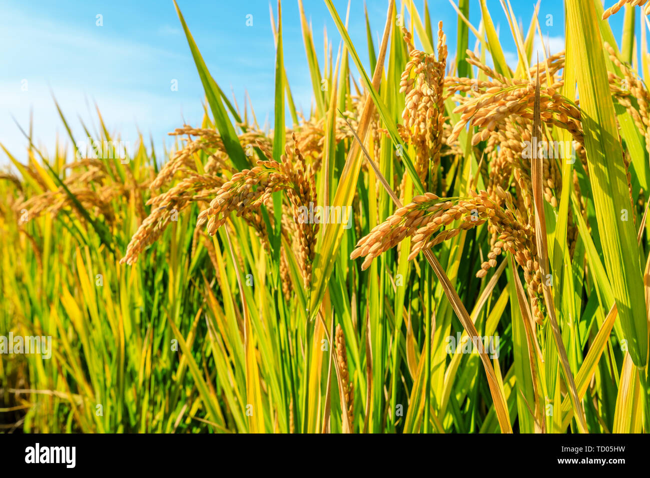 Ripe rice field and sky landscape on the farm Stock Photo - Alamy
