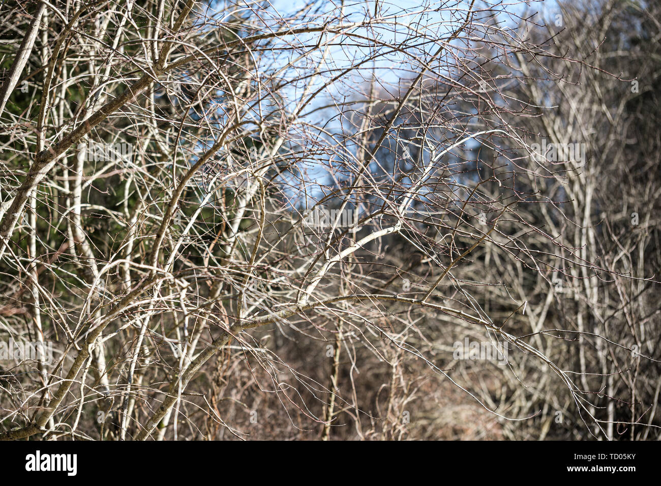 old dry vegetation texture in autumn nature. abstract backgrounds in ...