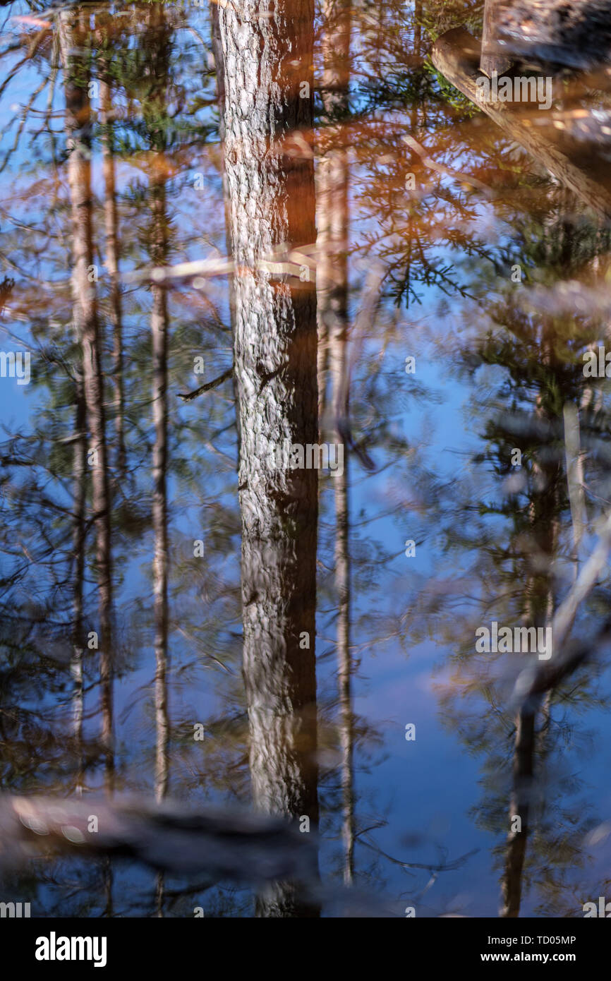 deep dark forest lake with reflections of trees and green foliage with ...