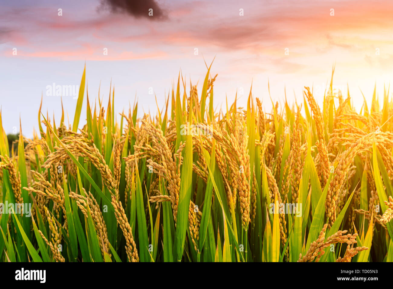 Ripe rice field and sky background at sunset time with sun rays Stock ...