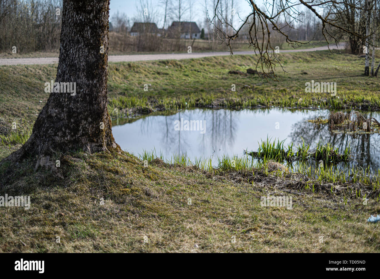 deep dark forest lake with reflections of trees and green foliage with ...