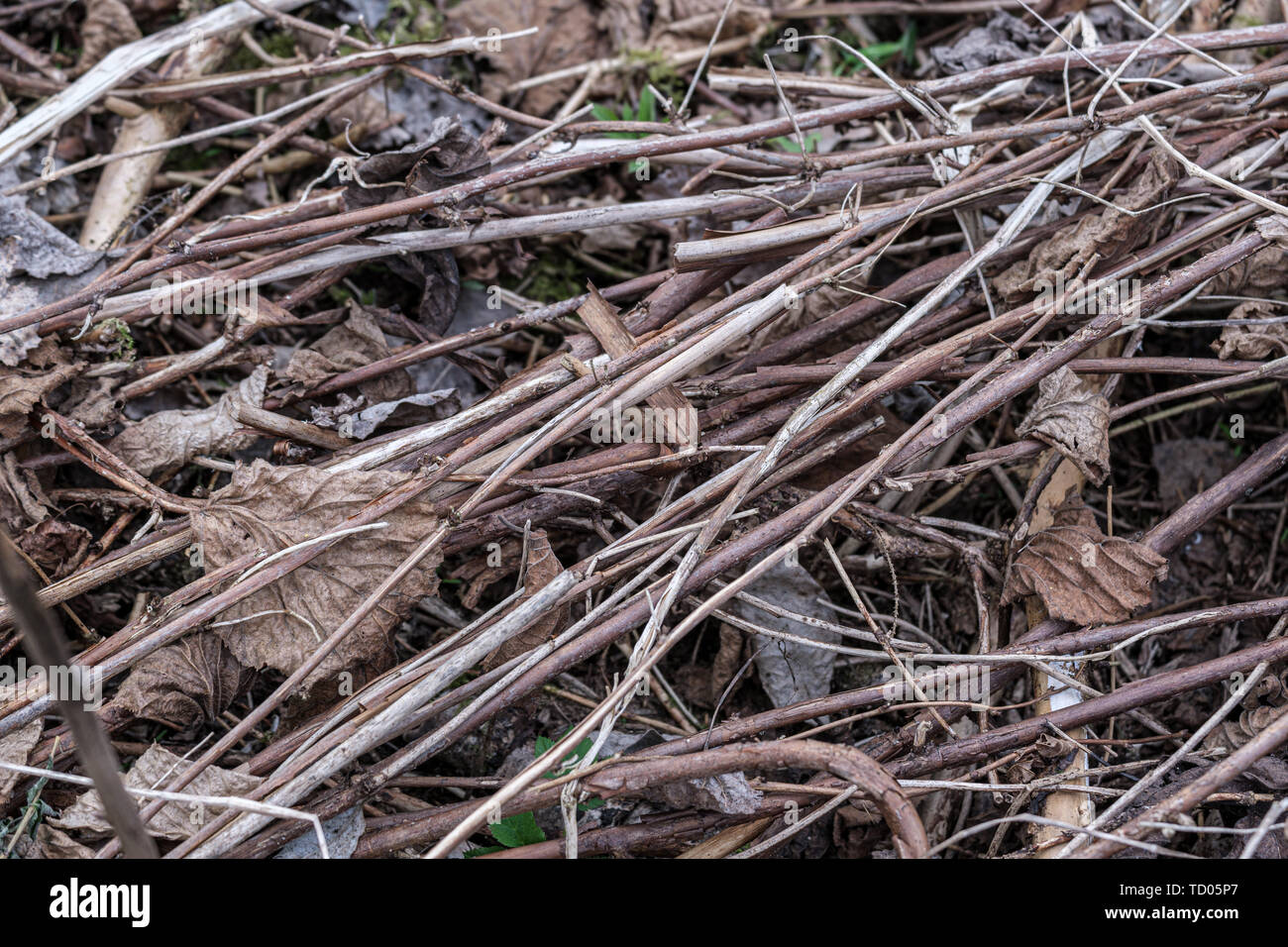 old dry vegetation texture in autumn nature. abstract backgrounds in ...