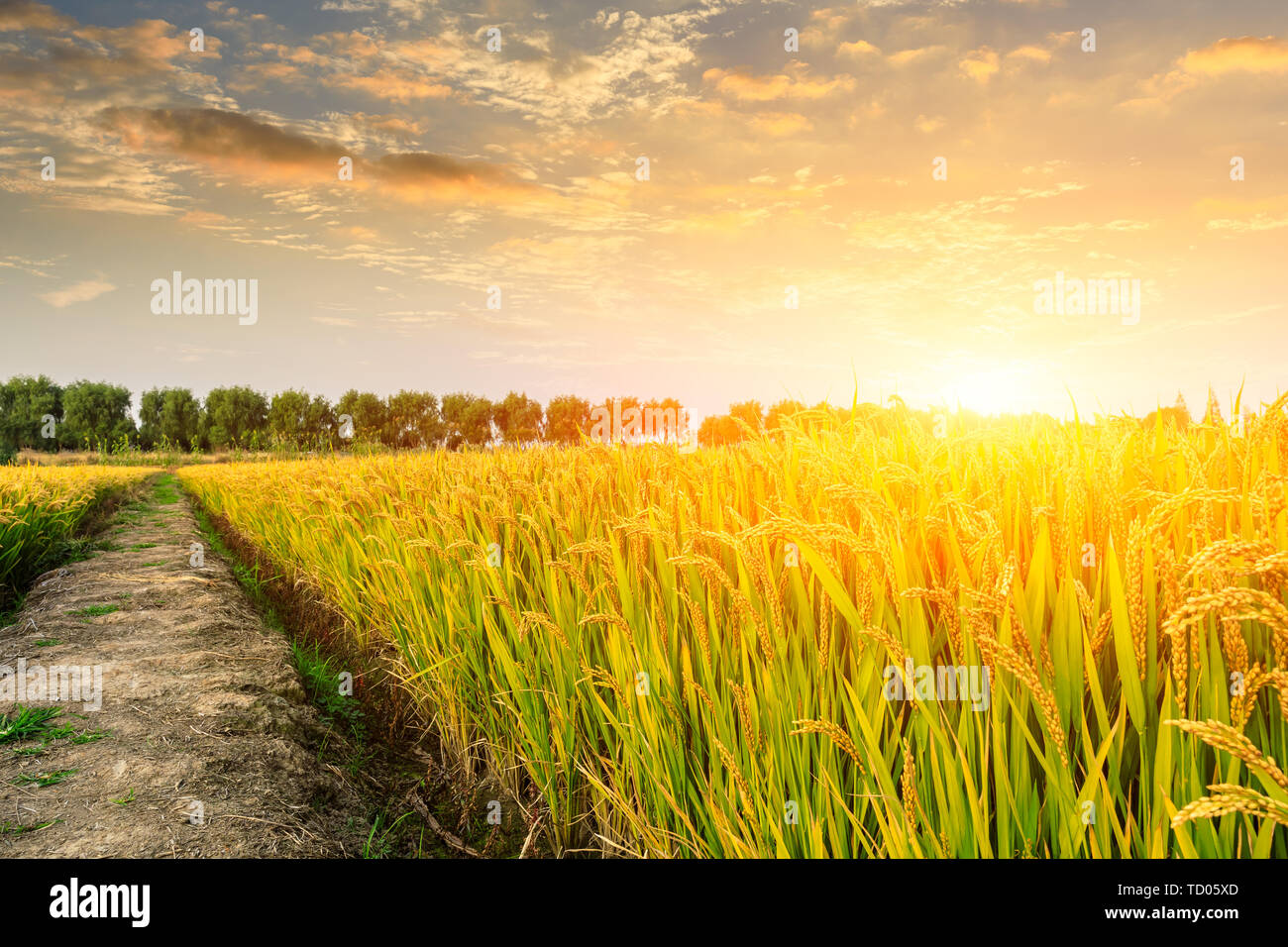 Ripe rice field and sky background at sunset time with sun rays Stock ...