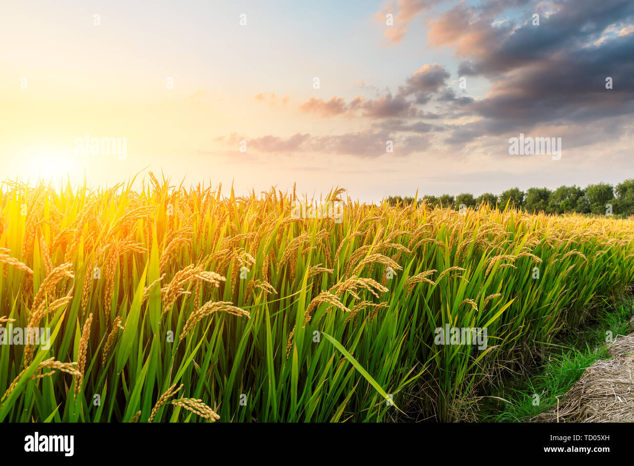 Ripe rice field and sky background at sunset time with sun rays Stock ...
