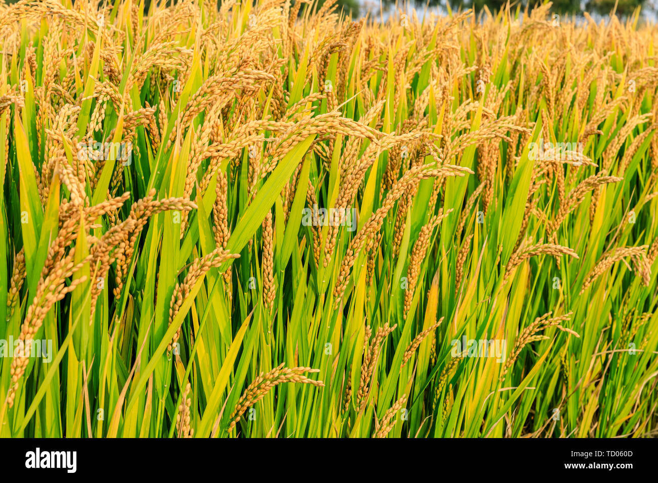 Field crop farm farming nature hi-res stock photography and images - Alamy
