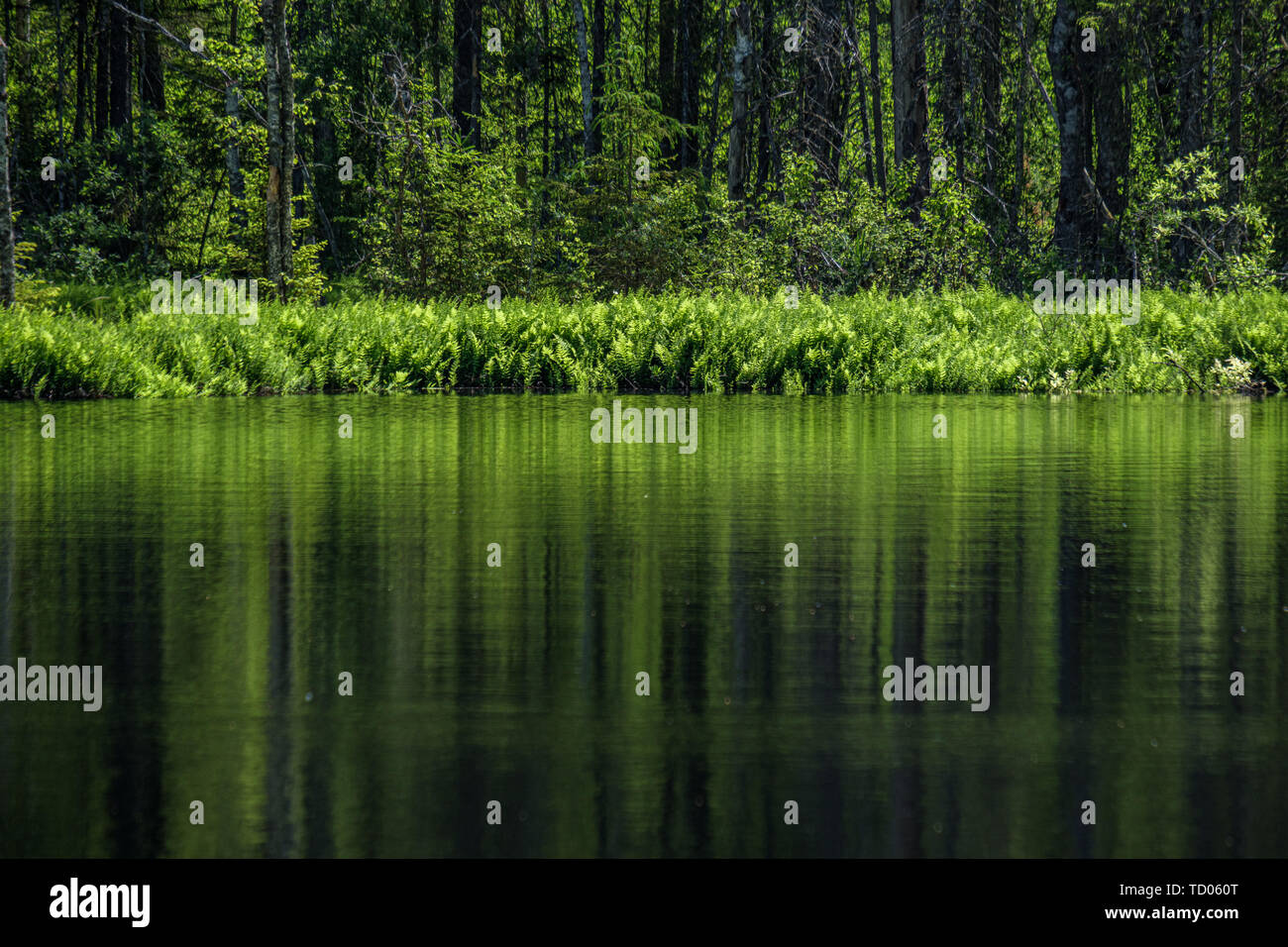 deep dark forest lake with reflections of trees and green foliage with ...