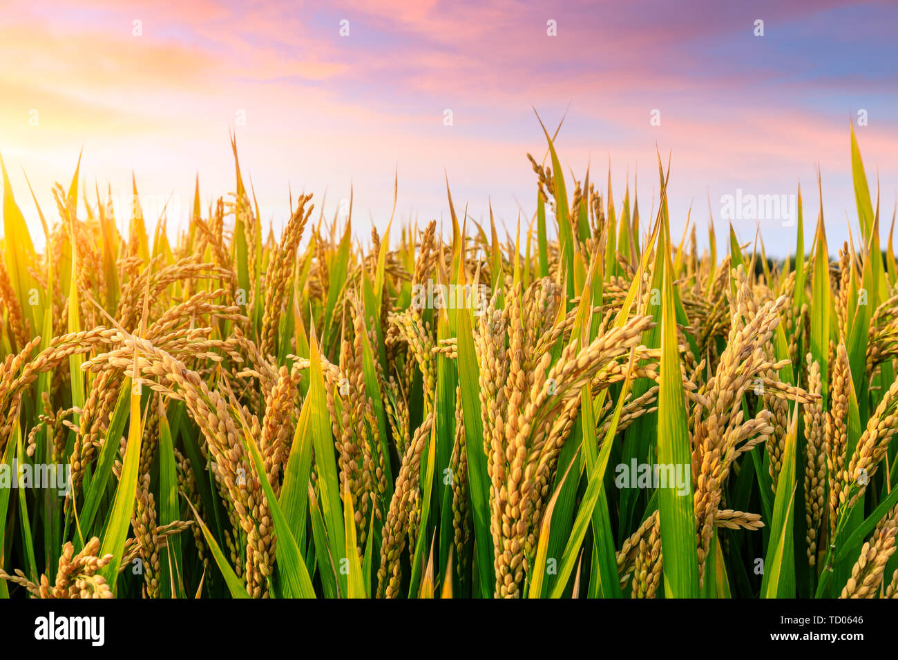 Ripe rice field and sky background at sunset time with sun rays Stock ...
