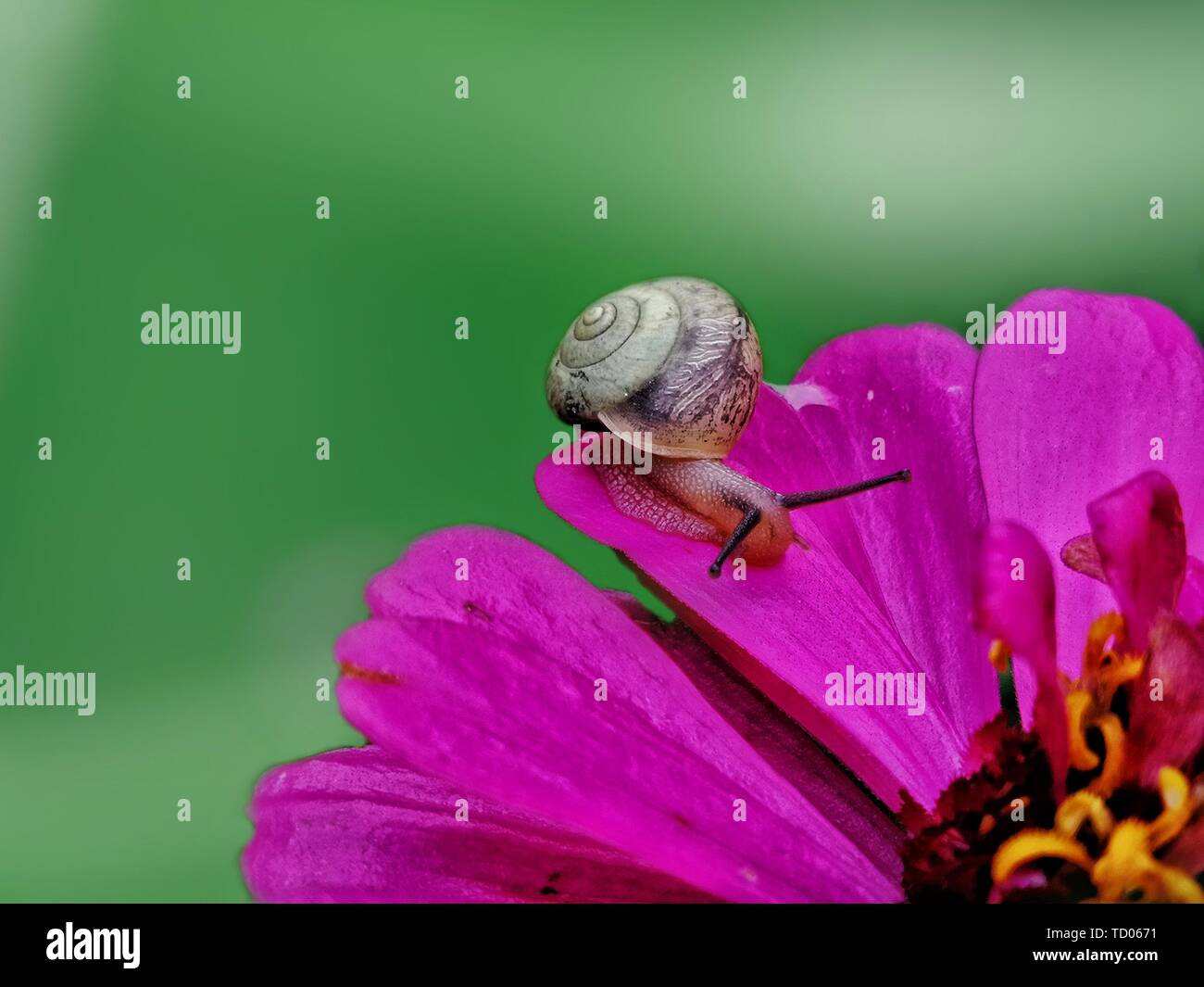 Insect documentary hi-res stock photography and images - Alamy