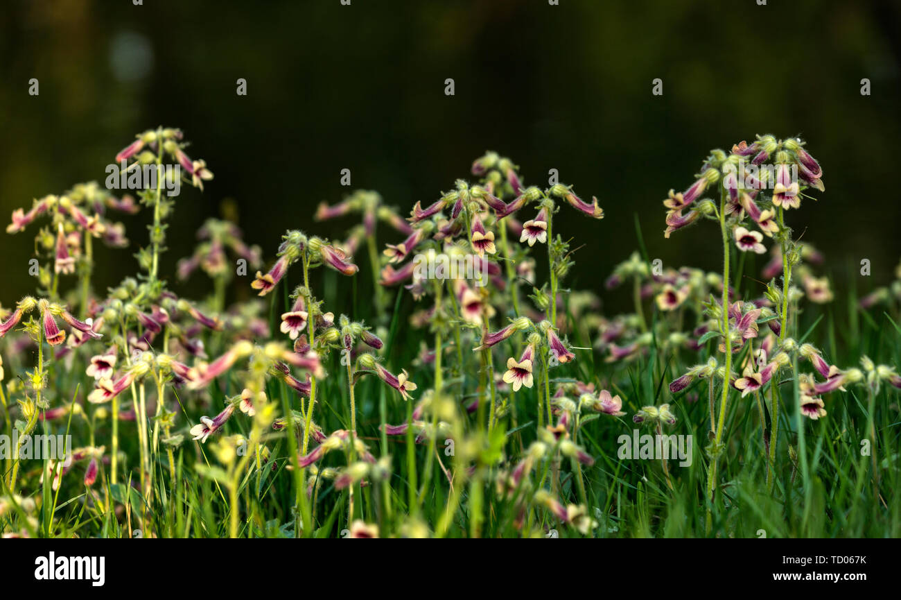 Rehmannia hi-res stock photography and images - Alamy