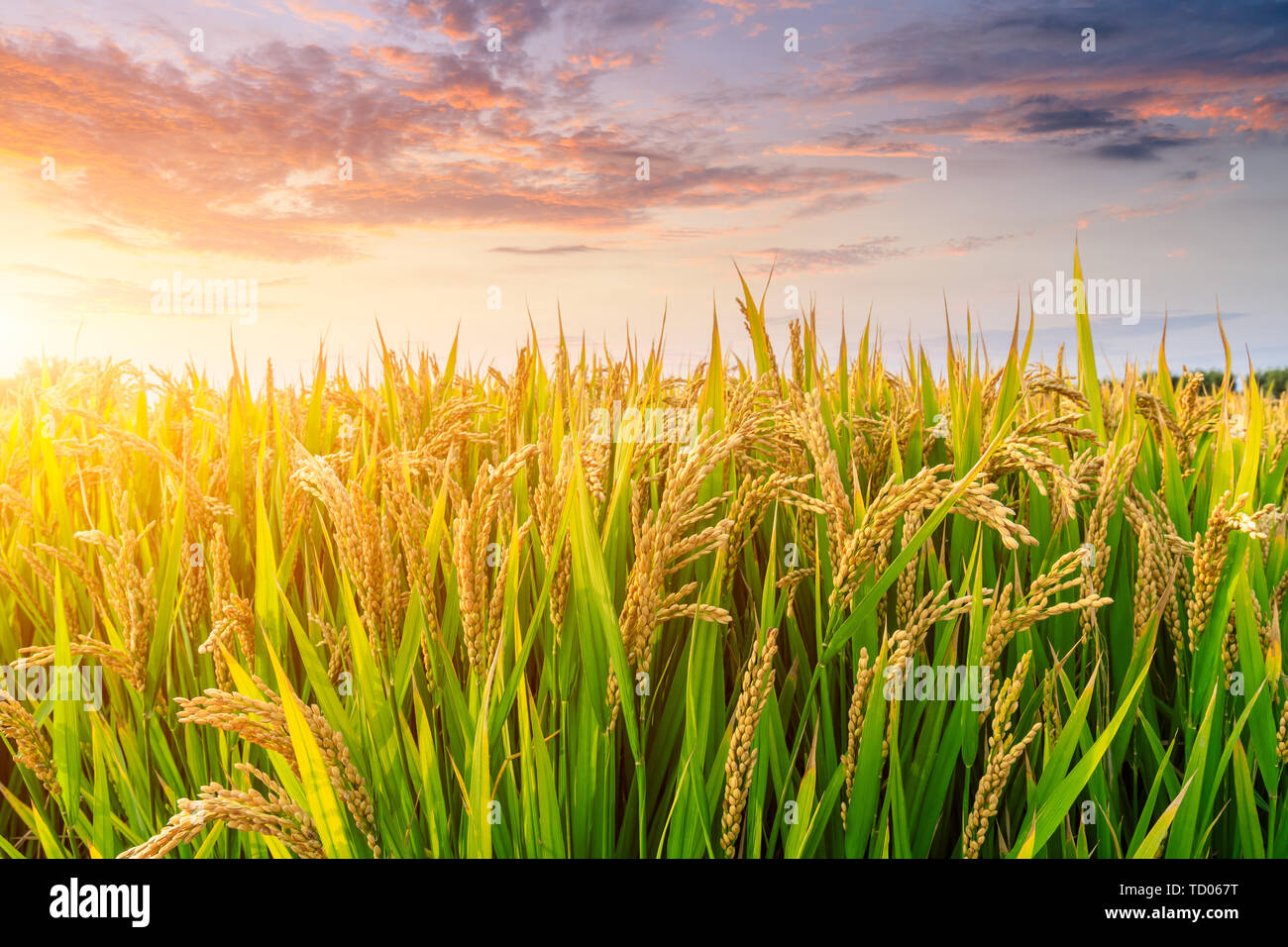 Ripe rice field and sky background at sunset time with sun rays Stock ...