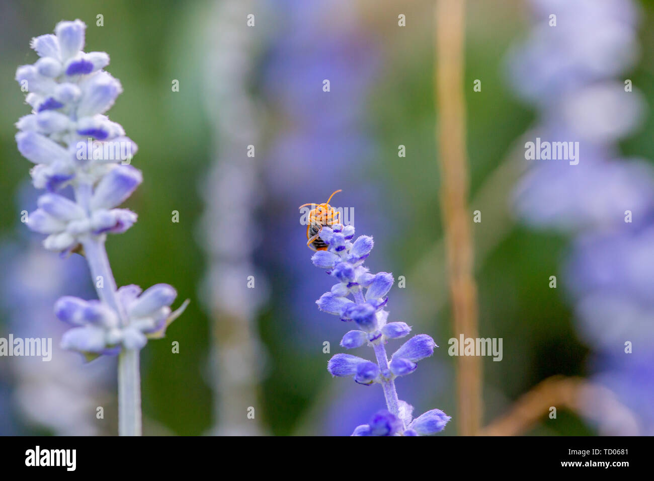 Probiotic insects hi-res stock photography and images - Alamy