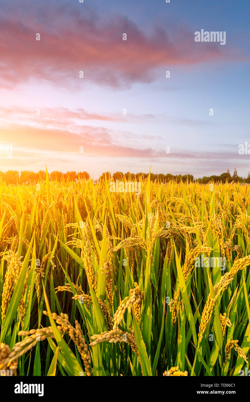 Ripe rice field and sky background at sunset time with sun rays Stock ...