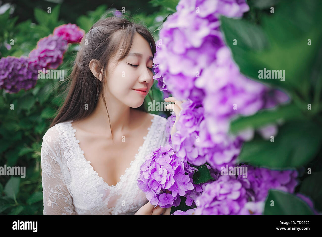 Hydrangeas portrait hi-res stock photography and images - Alamy